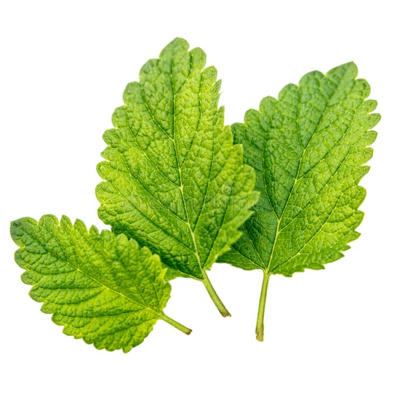 A Single Fresh Lemon Balm Leaf Stock Photo - Image of bunch, green ...