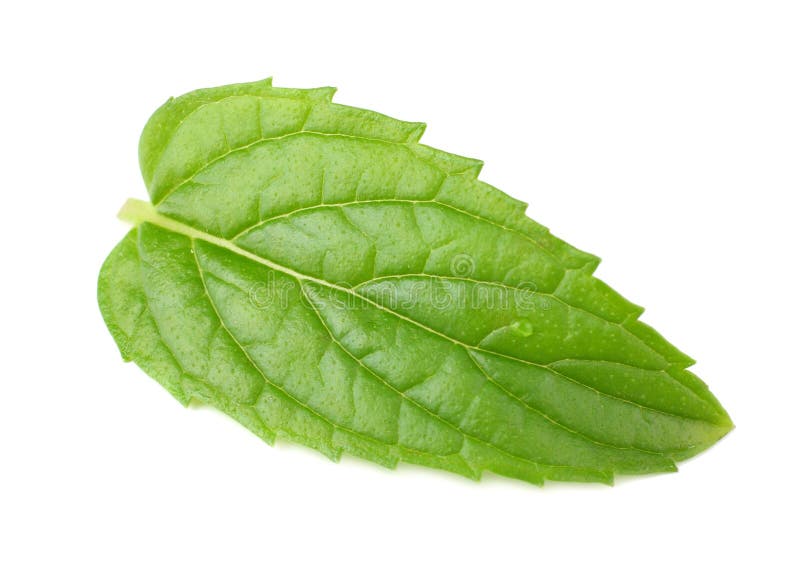 Mint Leaf Green Plants Isolated on White Background, Peppermint ...