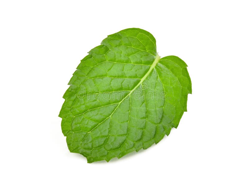 Single Fresh Mint Leaf Isolated on White Stock Photo - Image of herbal ...