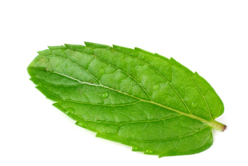 Single Fresh Mint Leaf Isolated on White Background Stock Image - Image ...