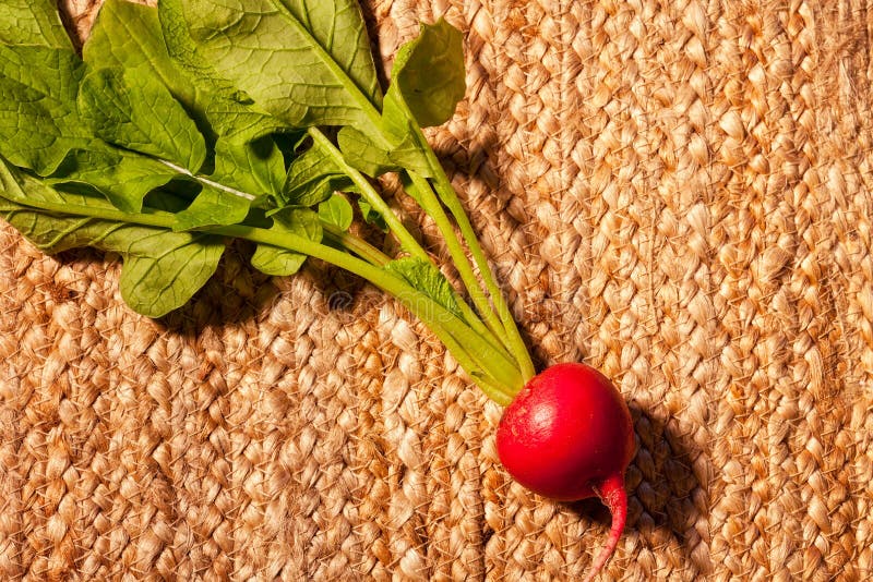 1,445 Single Radish Photos - Free & Royalty-Free Stock Photos from ...