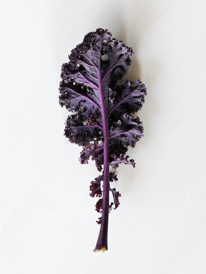 Single Kale or Leaf Cabbage Hardy Annual Green Vegetable Plant Left ...