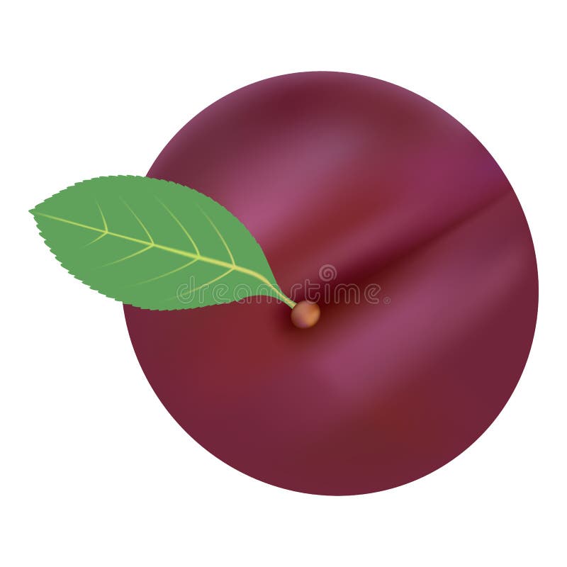 Single Fresh Ripe Plum Isolated on a White Background. Stock Vector ...