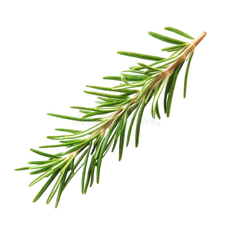 Single Fresh Rosemary Sprig Stock Illustration - Illustration of green ...