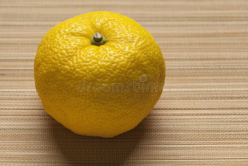 Fresh yellow Japanese Yuzu stock photo. Image of flavor - 103316512