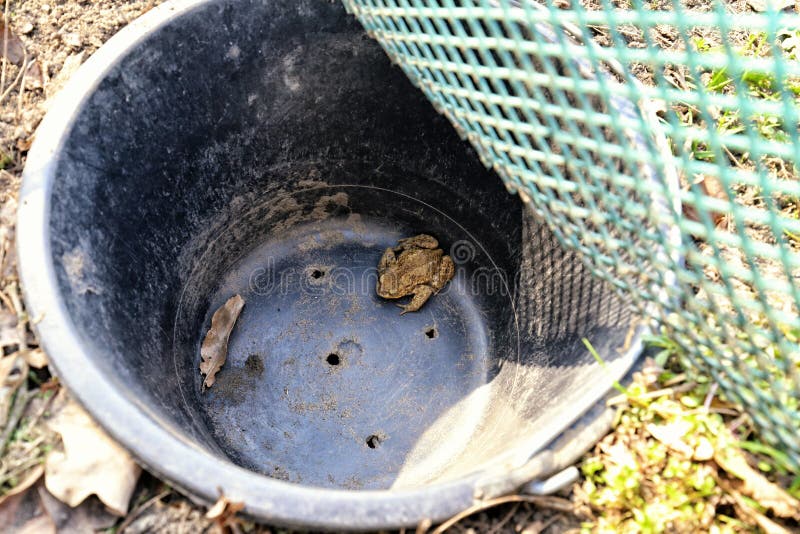 Single Frog in Black Bucket Intended for Saving Frogs by the Road Stock ...