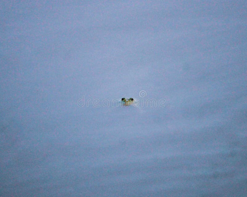 Frog with Blue Background stock photo. Image of time - 11482828