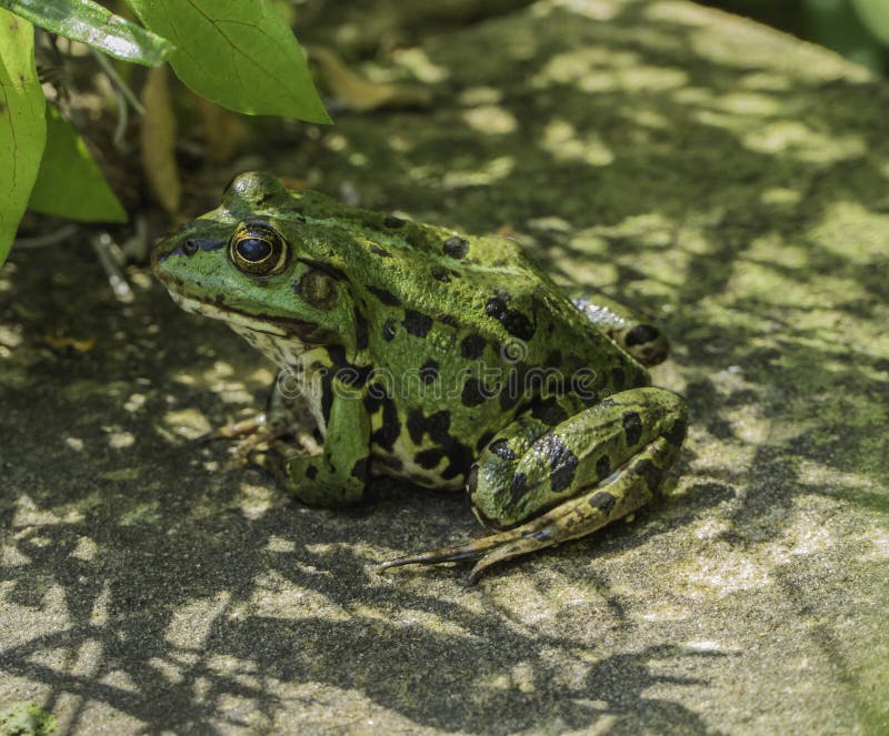 Single Frog on stone Wall stock photo. Image of adorable - 308781788