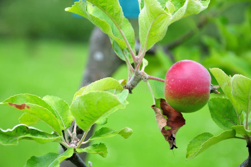 Single Apple Tree on Sunny Winter Morning Stock Image - Image of blue ...