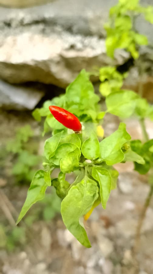 Single Fruit Red Chili with Curly Leaves Stock Image - Image of curly ...