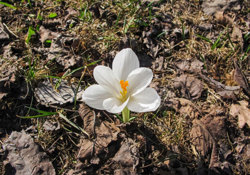 Single Fully Opened White Crocus. Spring Beautiful White Crocus Flower ...