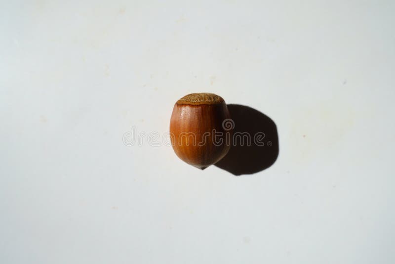 Single Fully Ripe Unpeeled Hazelnut from Above Stock Photo - Image of ...