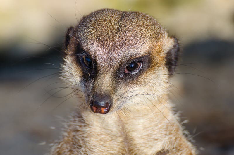 Funny Meerkat Stock Photos - Download 2,255 Royalty Free Photos