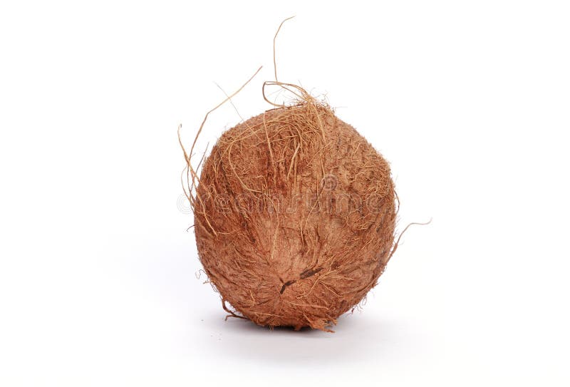 Single Fuzzy Coconut Isolated on a White Background Stock Image - Image ...