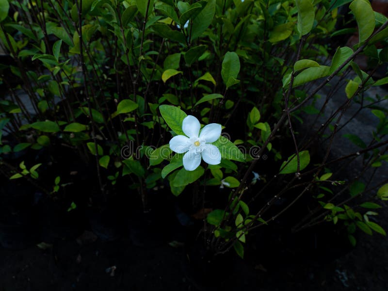 Single Gardenia Flower Blooming Stock Image - Image of floral, blossom ...