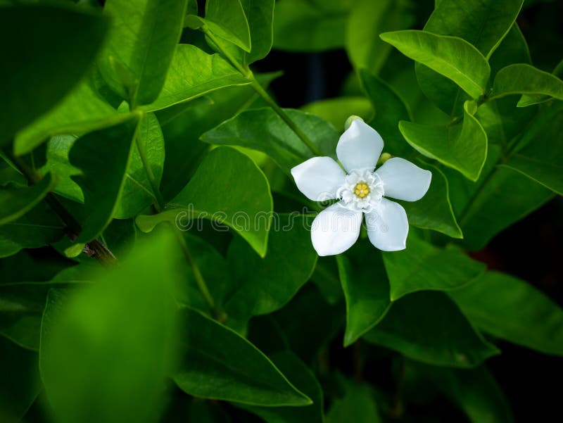 Single Gardenia Flower Blooming Stock Photo - Image of flora, elegance ...