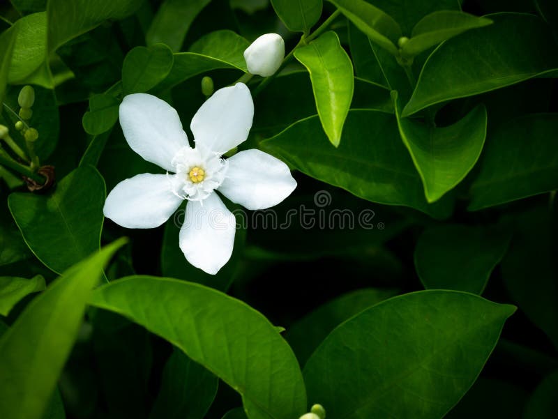 Single Gardenia Flower Blooming Stock Photo - Image of flower, fragrant ...