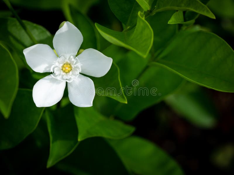 Single Gardenia Flower Blooming Stock Image - Image of cape, endemic ...