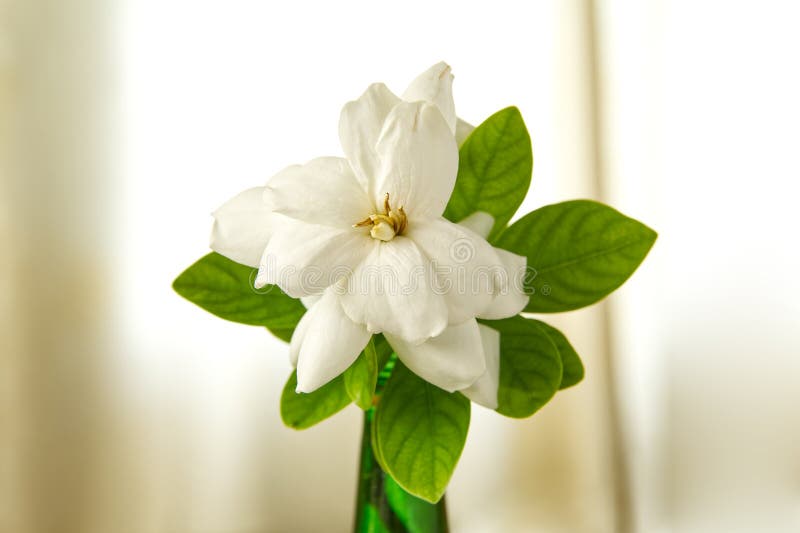 Single Gardenia Jasmine Flower in Natural Light Stock Photo - Image of ...
