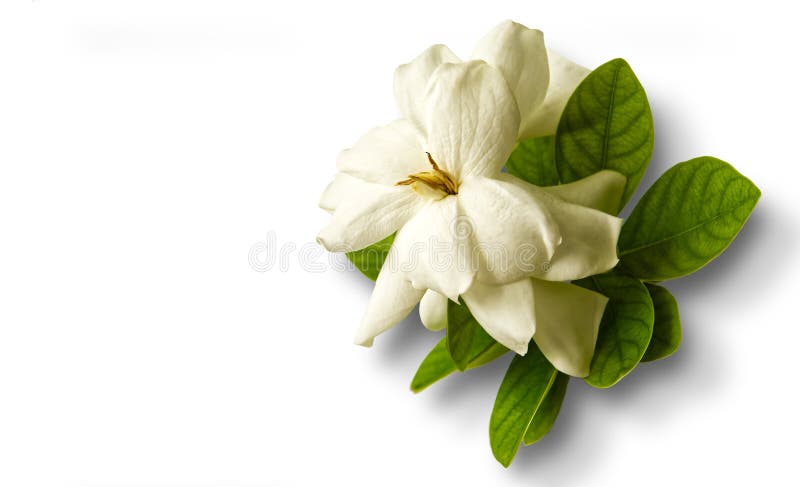 Single Gardenia Jasmine Flower Isolated on White Stock Photo - Image of ...