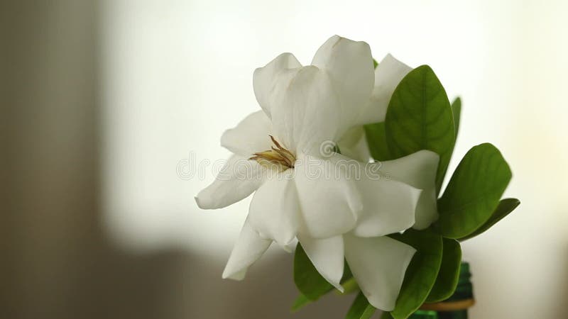 Single Gardenia Jasmine Flower in Natural Light Stock Video - Video of ...