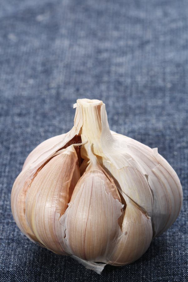 Single Garlic Bulb On Blue Fabric Background Picture. Image: 4698913