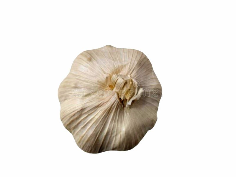 Garlic Isolated on White Background Stock Illustration - Illustration ...