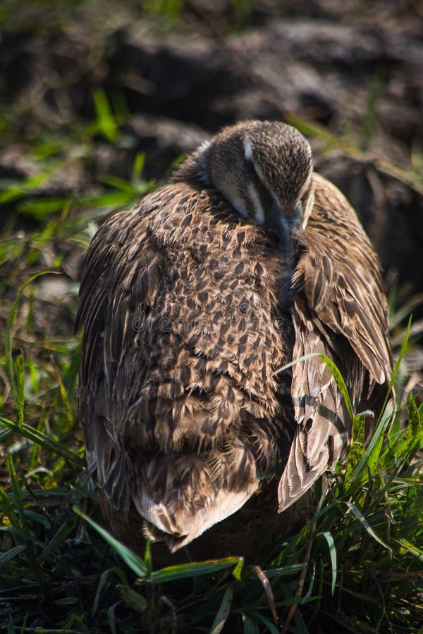 Single Geese Sitting in the Agricultural Field Stock Image - Image of ...