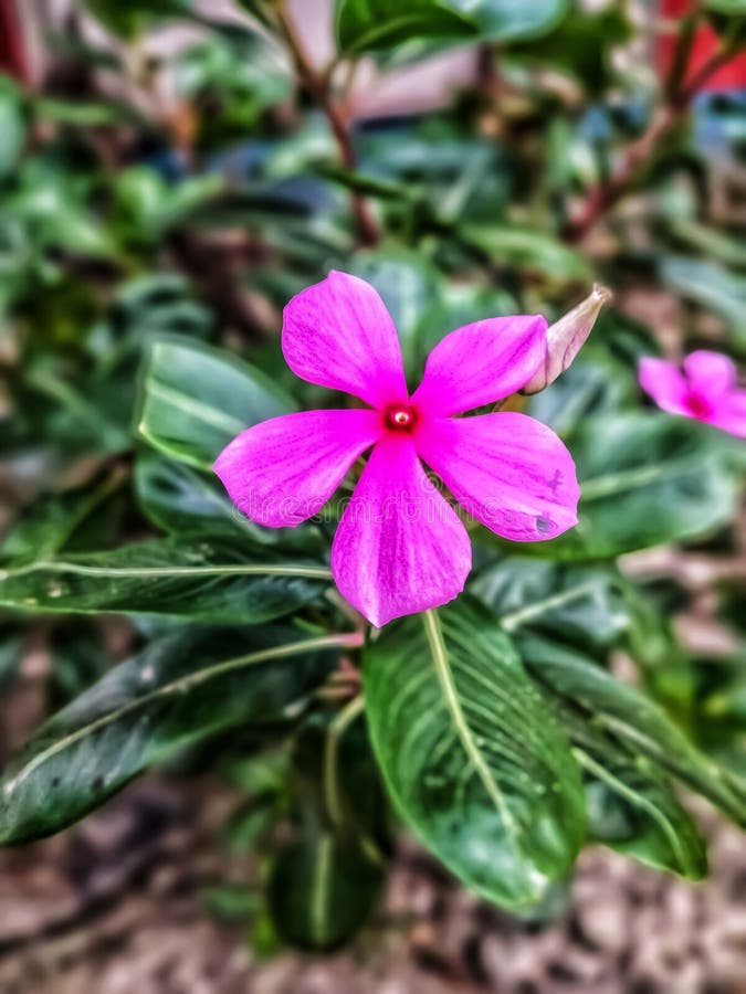 A Single Geranium Flower in the Park. Stock Photo - Image of blossom ...