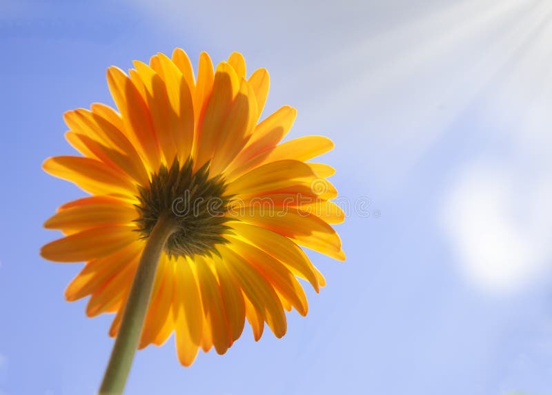 Single Gerber Daisy with Blue Sky and Sun Ray Stock Image - Image of ...