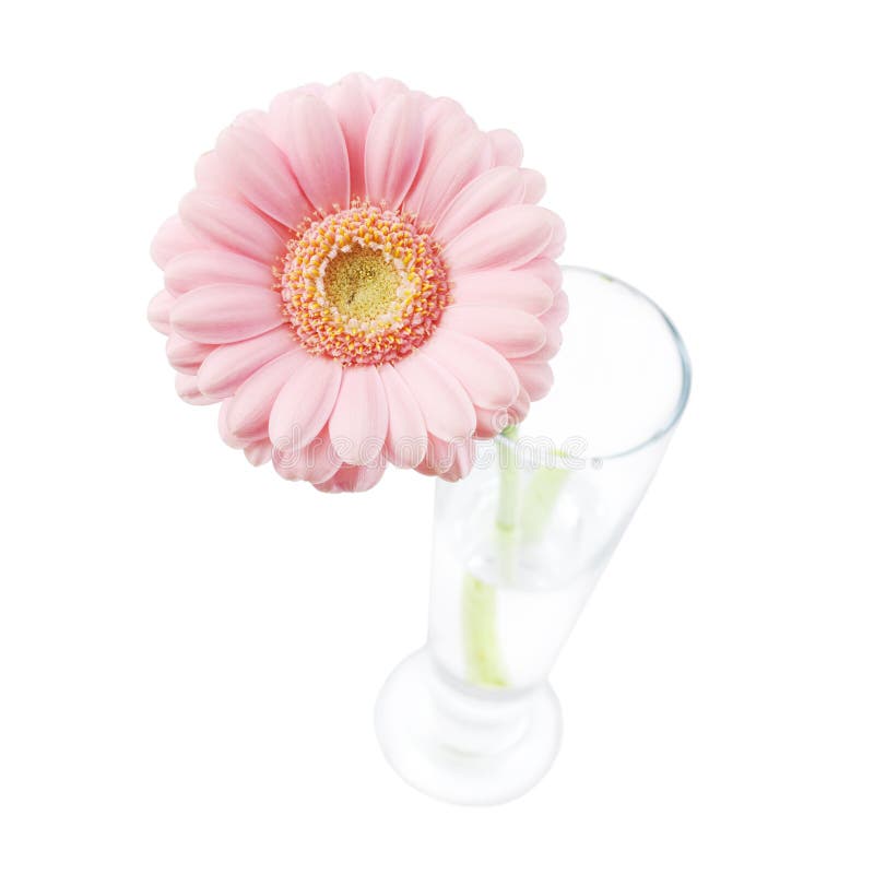 Single gerbera stock image. Image of gardening, isolated - 29358721