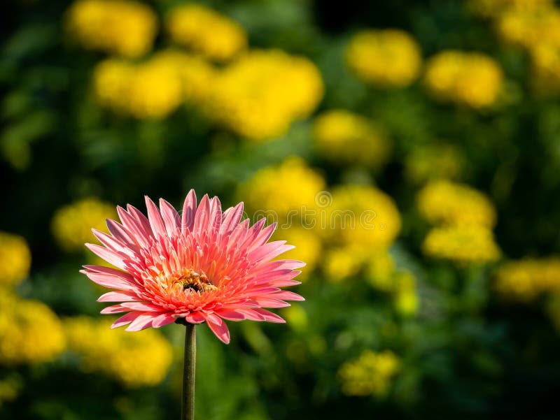 Single Gerbera Blooming with Yellow Flowers Field Stock Image - Image ...