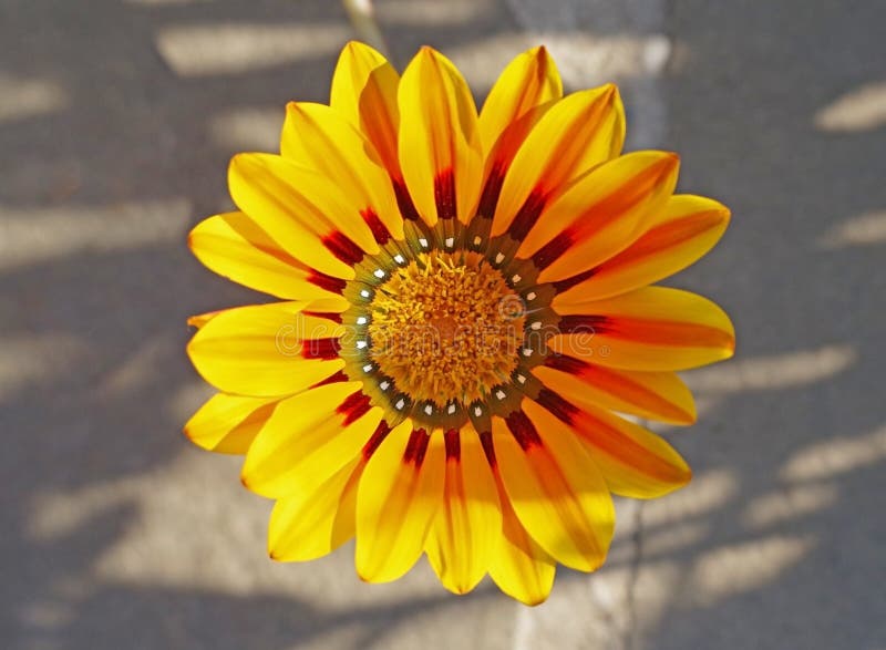 Single gerbera flower stock image. Image of blossom - 164812185