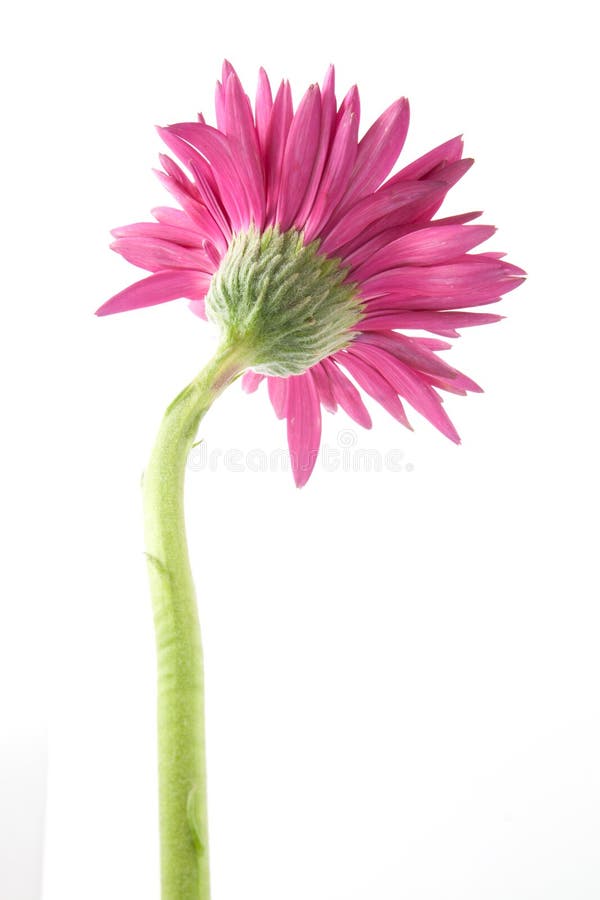 Single Gerbera Flower Pink On Vase On White Background Stock Photo ...