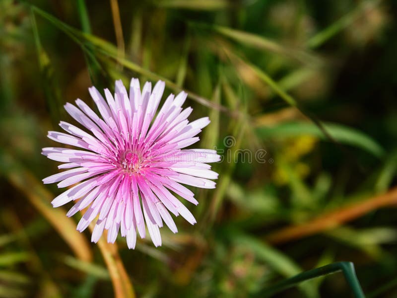 Single Gerbera Flowered in the Garden Stock Image - Image of bright ...