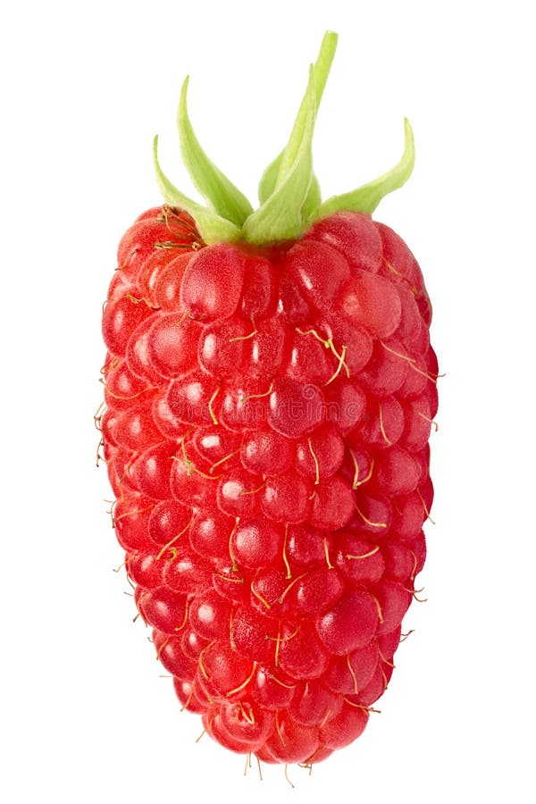 Single Giant, Elongated Raspberry. Stock Image - Image of single, green ...