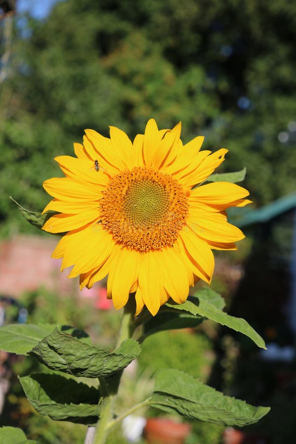 Single Giant Sunflower with Insect in Sunlight Stock Photo - Image of ...