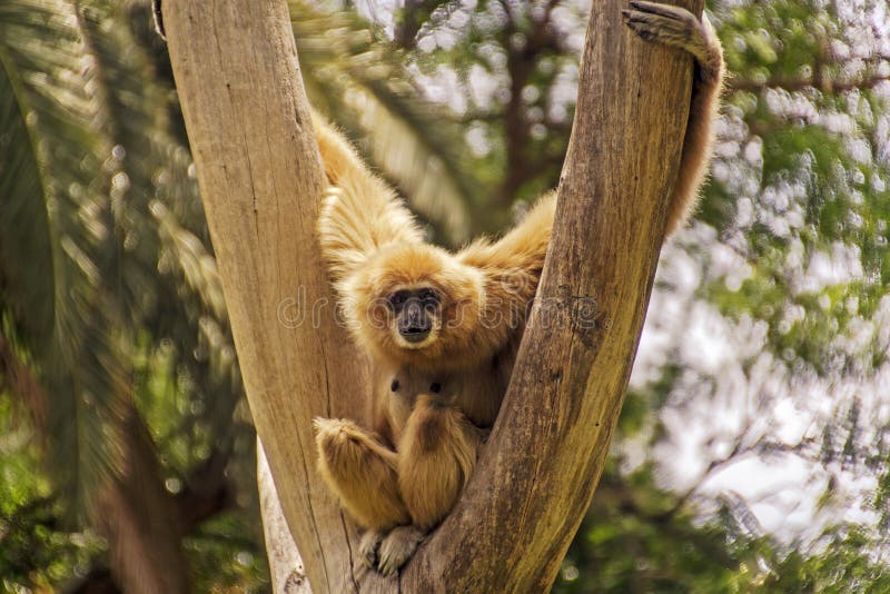 A Single Gibbon Monkey Sitting in a Tree in a Zoo Stock Photo - Image ...