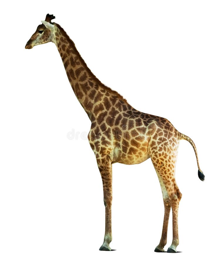 Single Giraffe Walking in the Serengeti Stock Photo - Image of ...