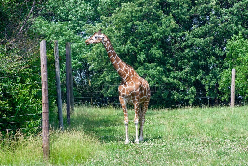 Single Giraffe on the Grass in the Animals Park Stock Photo - Image of ...
