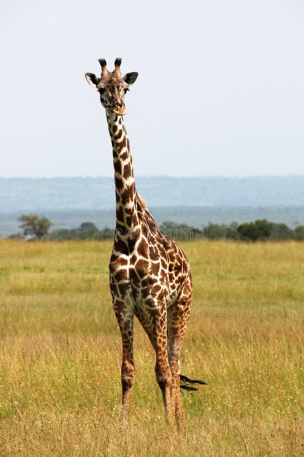 Single Giraffe Walking in the Serengeti Stock Photo - Image of ...