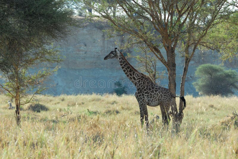 Single Giraffe, Tarangire National Park, Tanzania Stock Photo - Image ...