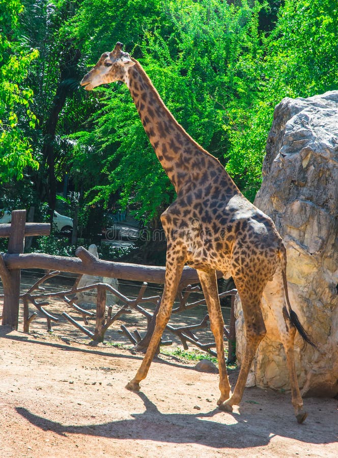 Single Giraffe walking stock image. Image of animal, neck - 41288475
