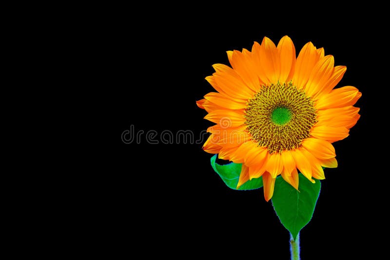 Single Glowing Tropical Sunflower on Dark Backdrop Stock Image - Image ...