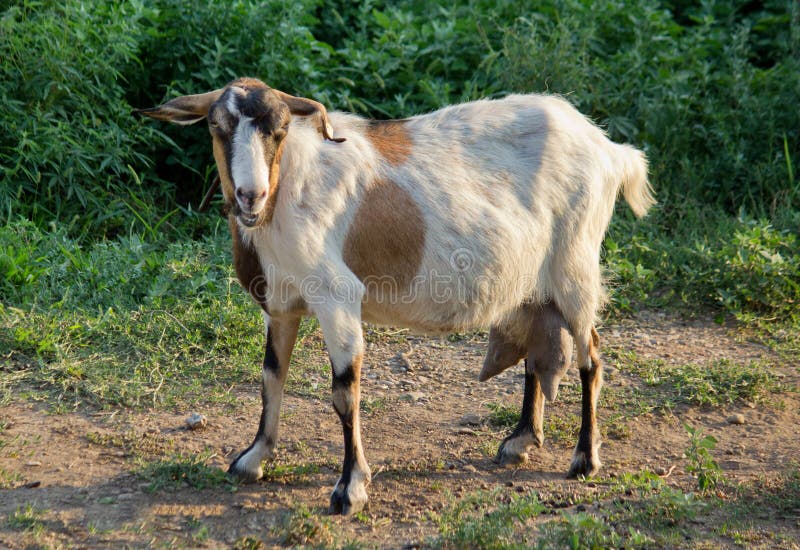 A single goat stock image. Image of pose, ears, portrait - 20556273