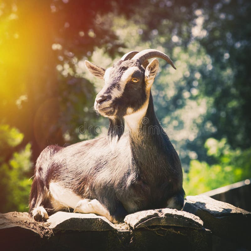 Single Goat in Sunny Day stock photo. Image of farming - 64263698
