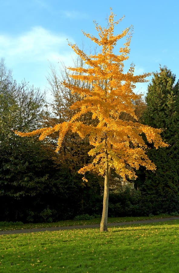 Single Tree Standing Alone in a Field Stock Image - Image of outdoor ...