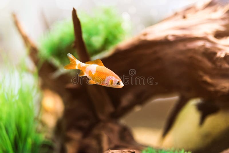 Single Fish In Aquarium Picture. Image: 101541884