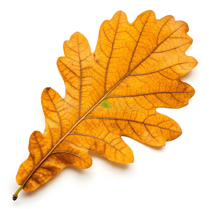 Golden Oak Leaf Isolated on White Background Stock Illustration ...