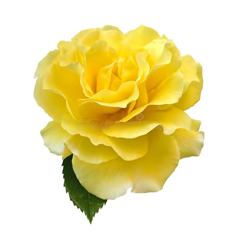 A Single Golden Yellow Rose with Green Rose Leaf Isolated on White ...